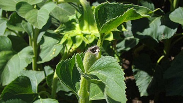 نقش عنصر بور در گیاهان چیست؟ | اپلیکیشن زینگ | باربری آنلاین